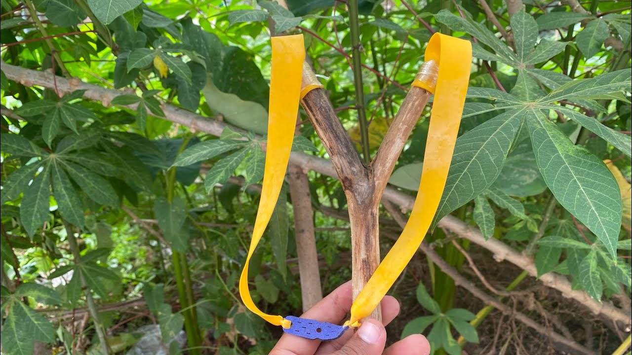 How to make slingshot from wood tree branch - YouTube