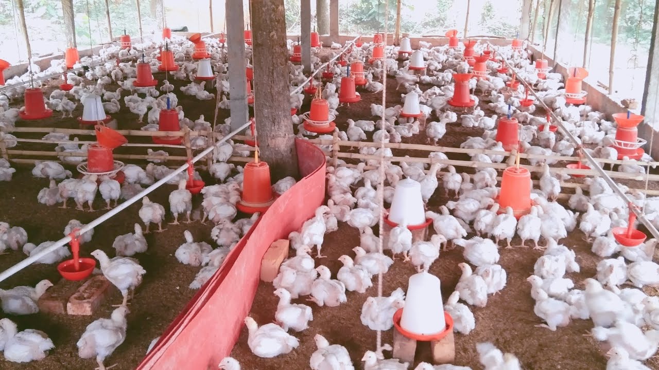 22 Days Running Chick's Best Quality chicken - YouTube