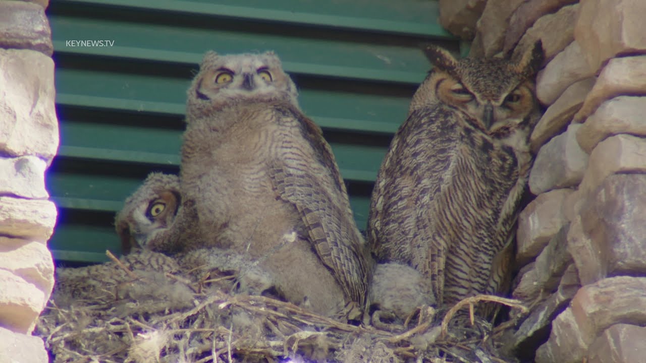 Pair of Great Horned Owls Return to Stevenson Ranch to Raise 3 Owlets ...