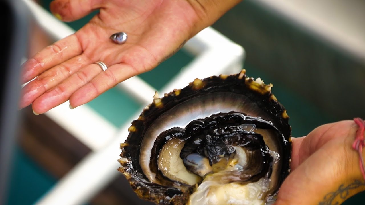 Protector of Paradise Fiji - J.Hunter Pearls Fiji #protectorofparadise ...