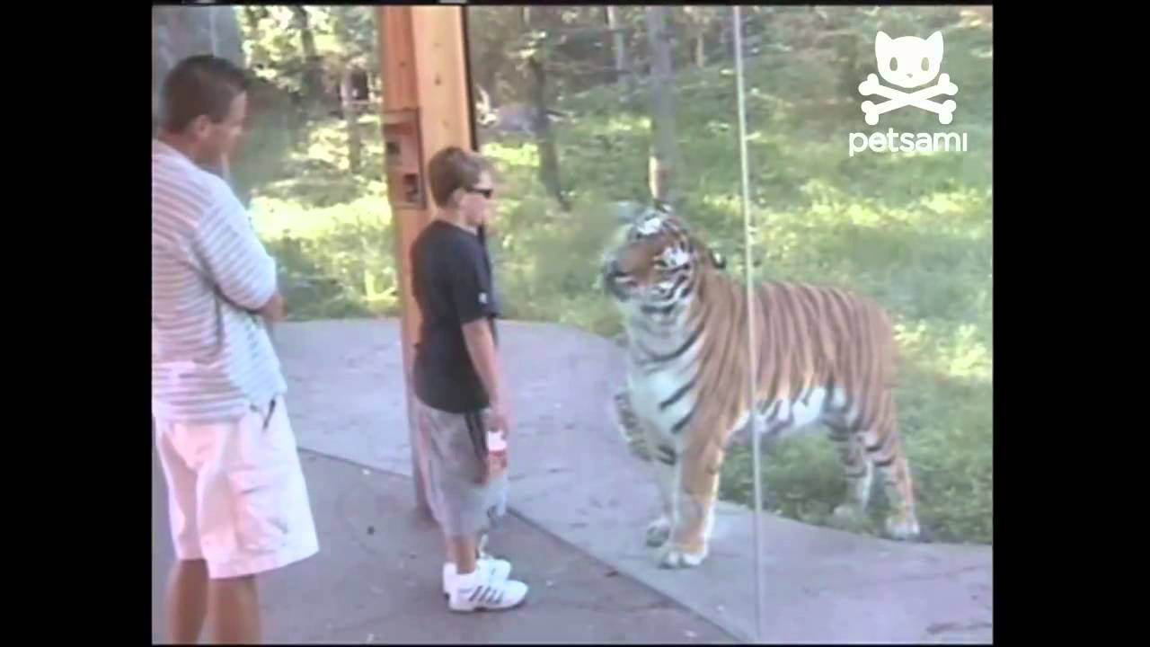 Boy gives tiger a high five - YouTube