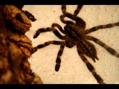 Rehousing 5 Ts + The Blue Ringed Centipede