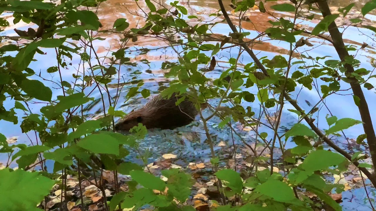 Beaver Encounter in Virginia - YouTube