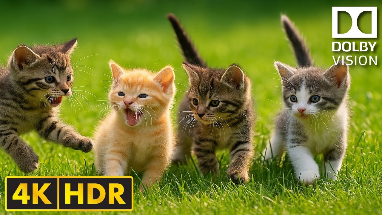 World Most Cutest Cats 4K HDR Video 60FPS - Dolby Vision - YouTube