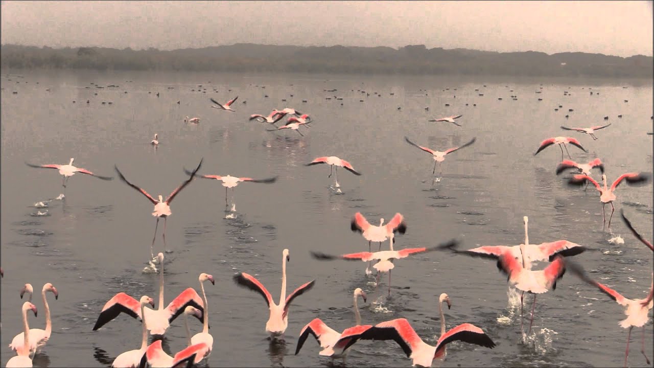 Greater Flamingo take off slow motion - Filmed by Greg Morgan - YouTube