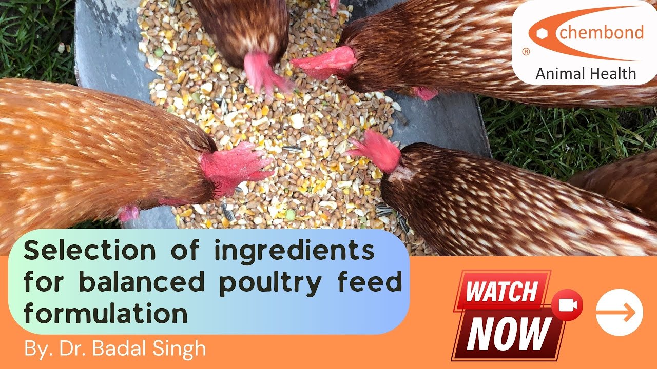 Webinar on Poultry Feed Ingredients Selection & Formulation by Dr ...