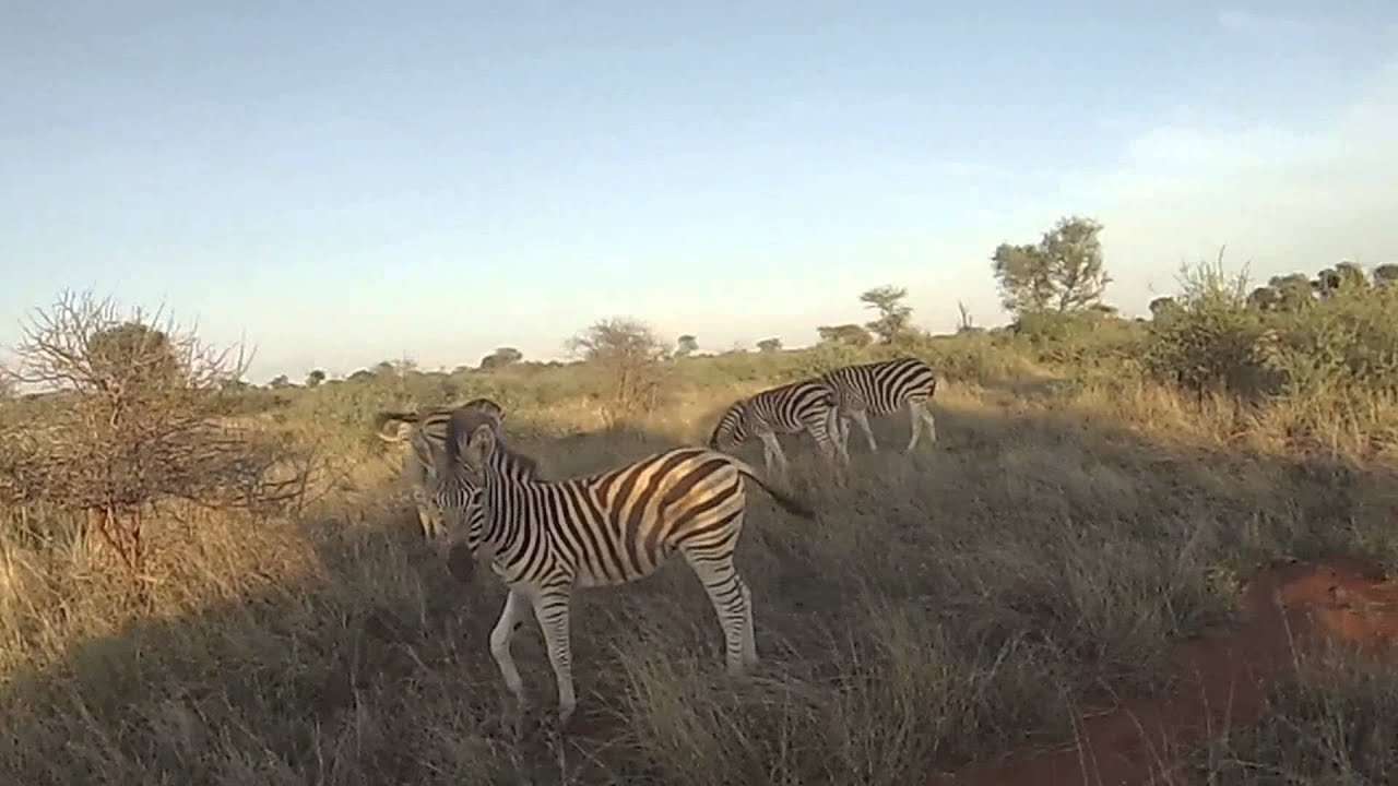 Makanyane Safari Lodge, Madikwe Game Reserve - YouTube