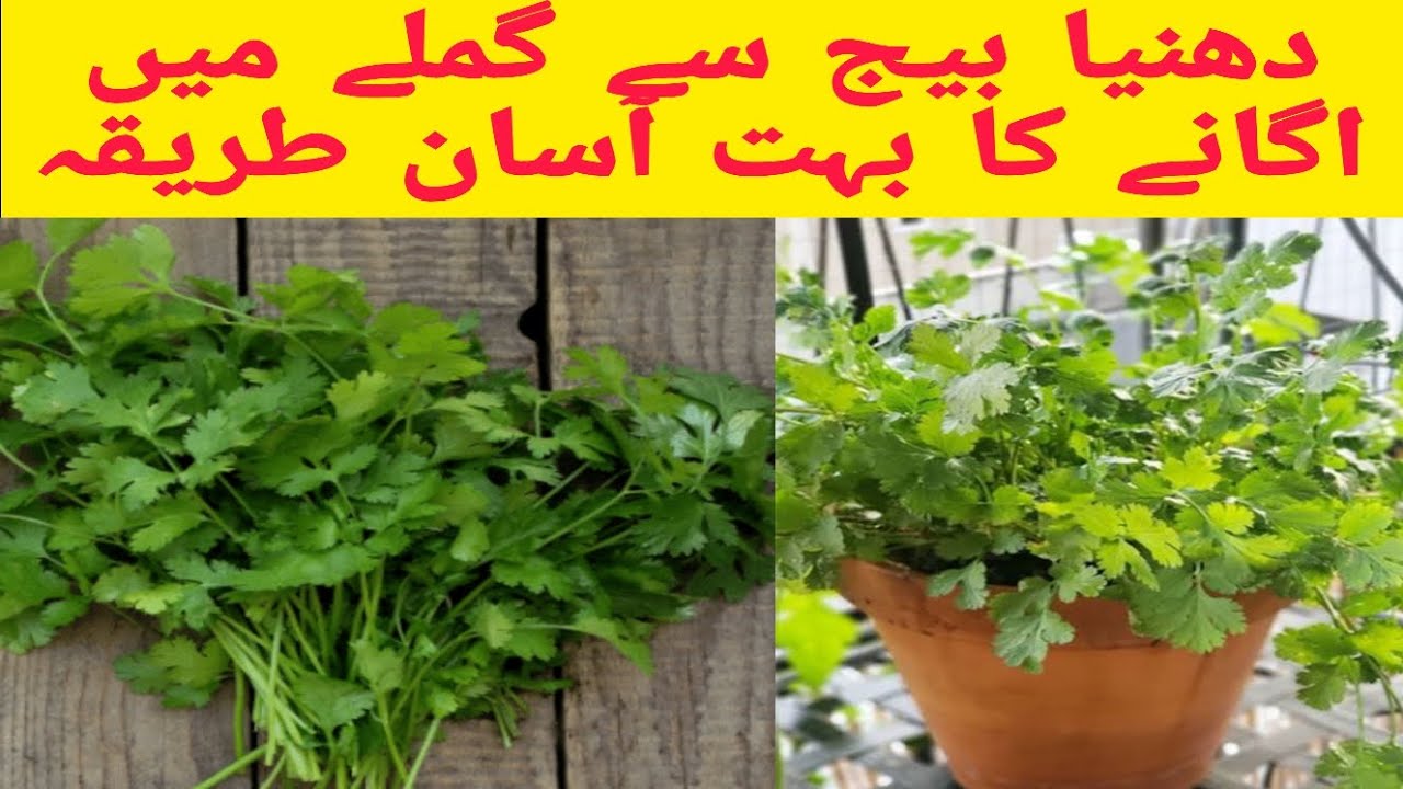 how to grow coriander/dhania/دھنیا at home in pots easily. - YouTube