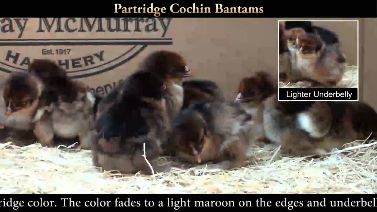 Partridge Cochin Bantam Chicks - YouTube