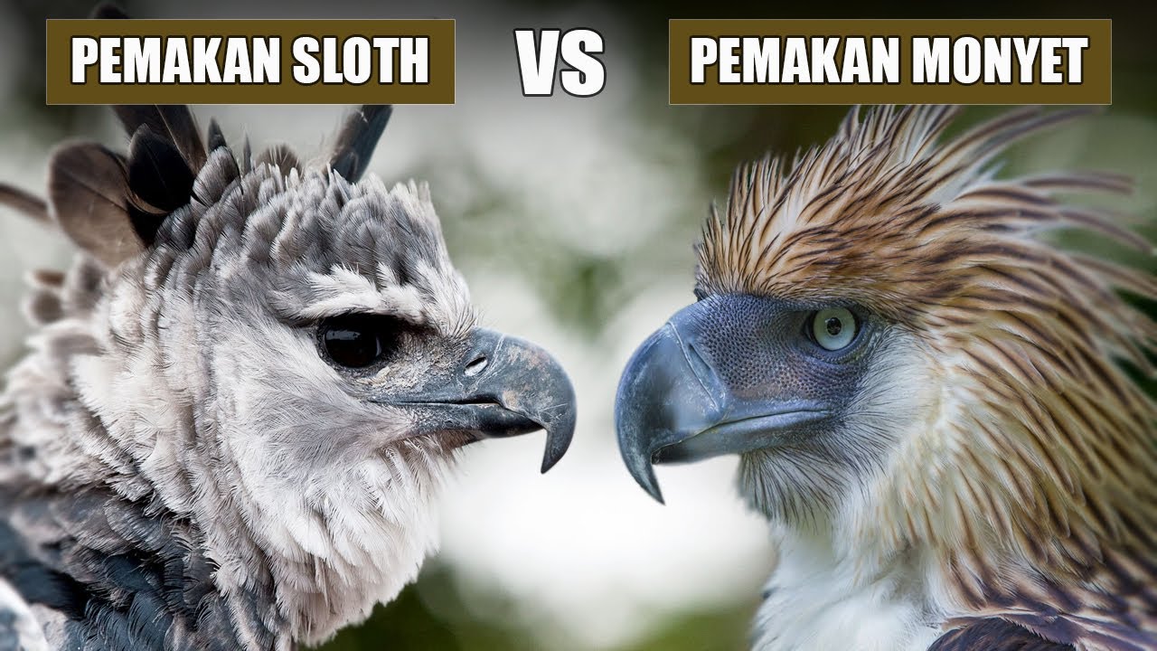 Elang Harpy Berasal Dari Negara