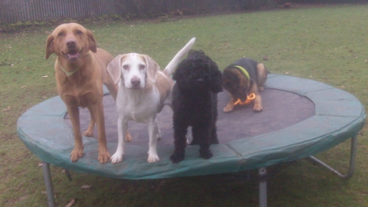 Ben Beagle, Bessie Labrador ,Tinkerbell GSD & Deputy Head Boy Gus ...