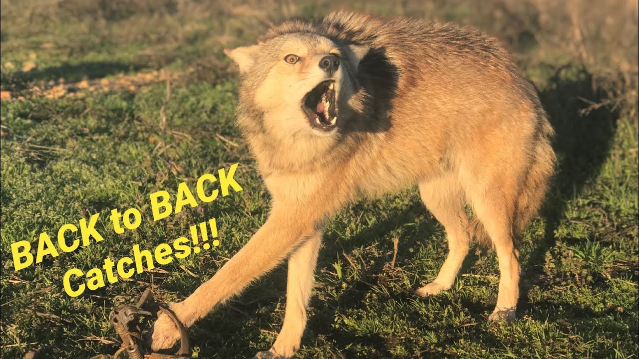 TRAPPING COYOTES BACK to BACK!!!! - YouTube