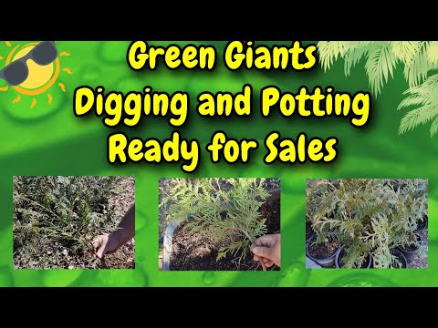 Green Giants Digging and Potting Up - YouTube