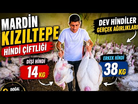Dişisi 14 ERKEĞİ 38 KG HİNDİ IRKI !ŞOOOKKK FİYATLAR #devhindi