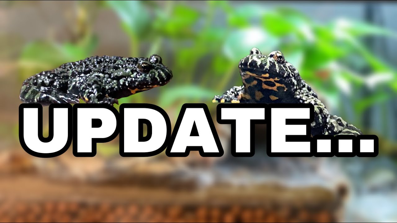Bioactive FIRE BELLIED TOAD Paludarium | 2023 UPDATE - YouTube