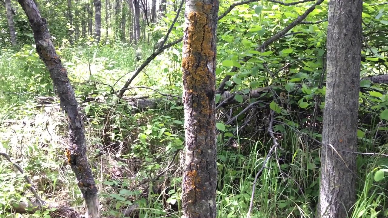 alberta sasquatch shelter? 5 - YouTube