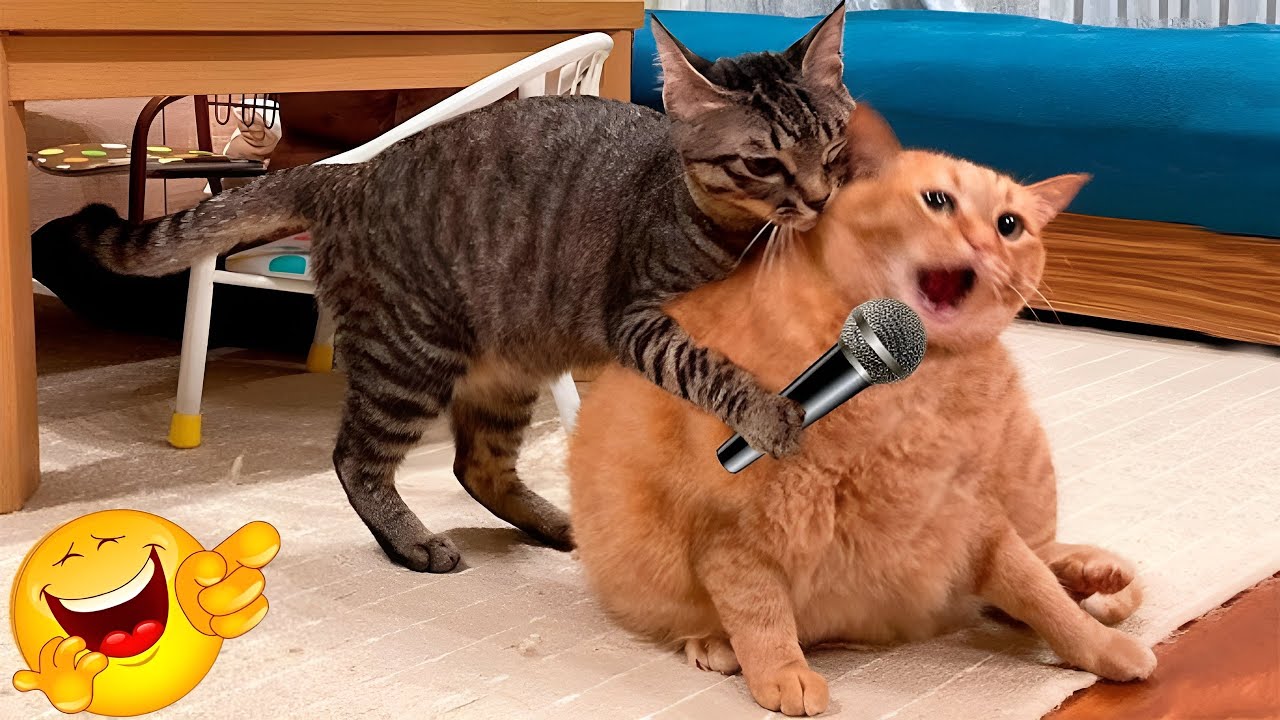 "Funniest Cat Moments | Crazy & Cute Cats Compilation!" - YouTube