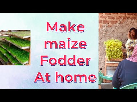 Steps of making maize fodder at home for your chickens.