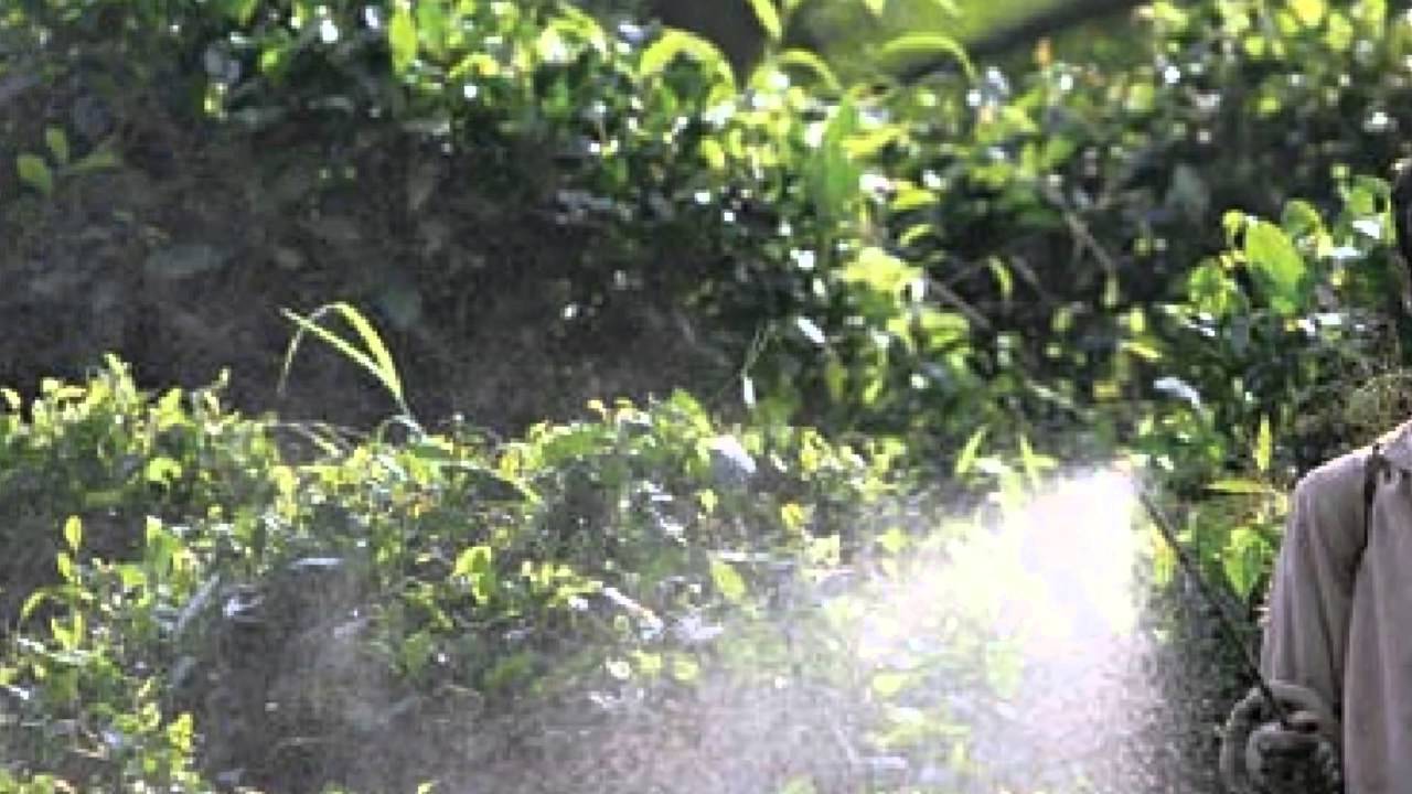 Silent Spring by Rachel Carson, summary video - YouTube