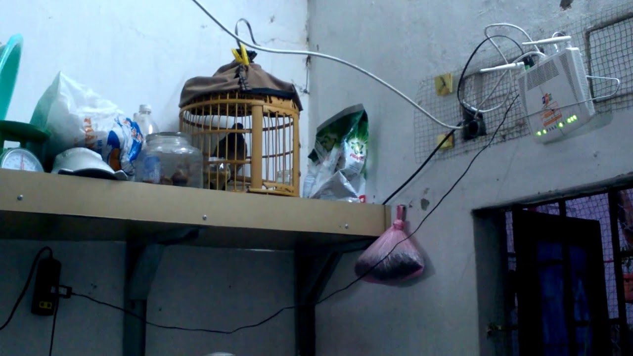 Chim cúc cu của chim cảnh đất việt - YouTube