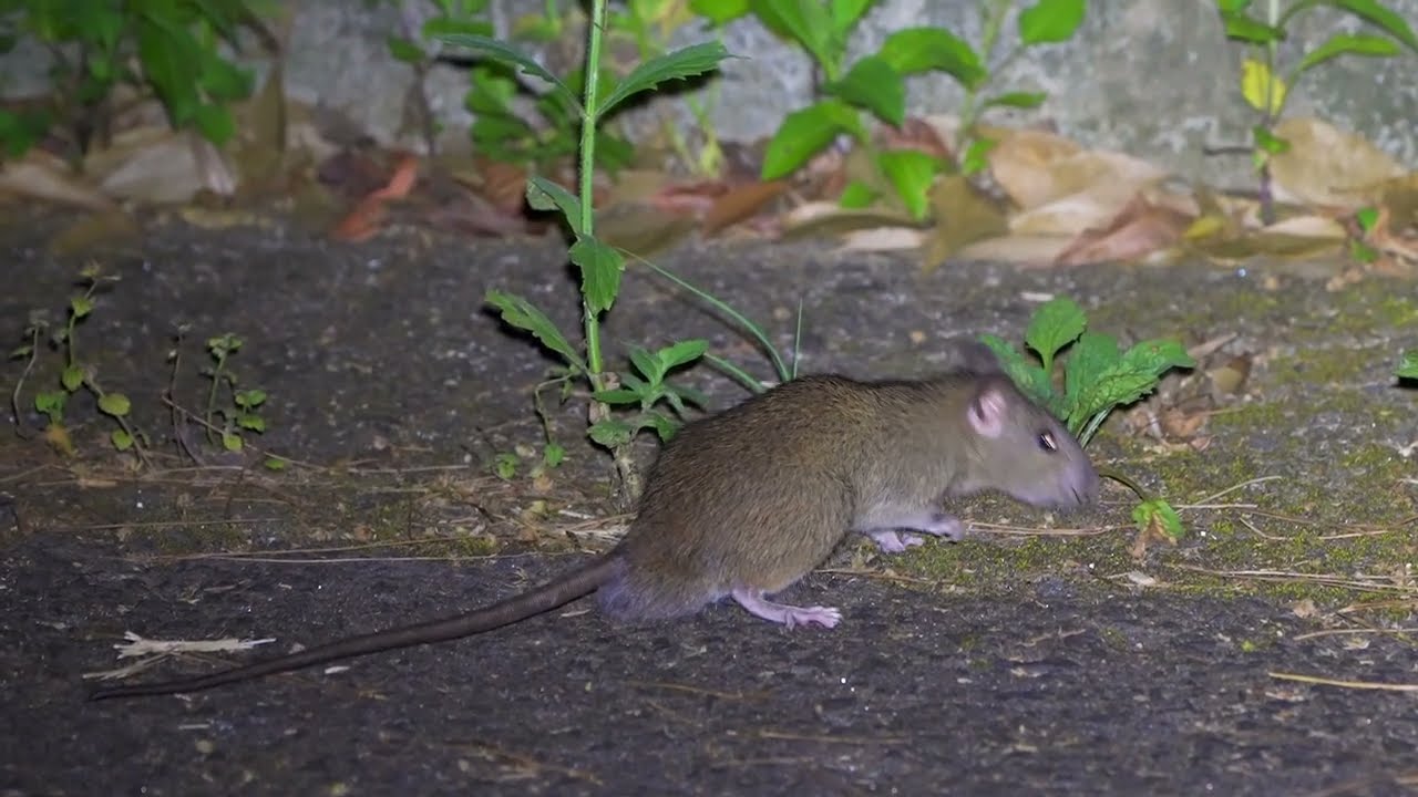 アマミトゲネズミ Ryukyu spiny rat 奄美大島 Amami Special - YouTube