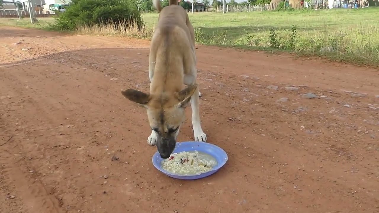 This abandoned puppy is in suffering so we take him to & feed homeless ...