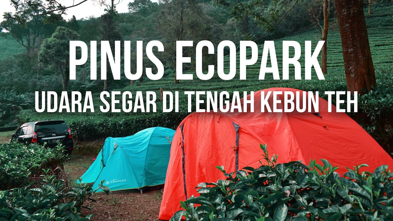 PINUS ECOPARK | Camping Segar dan Sejuk di Tengah Kebun Teh - YouTube