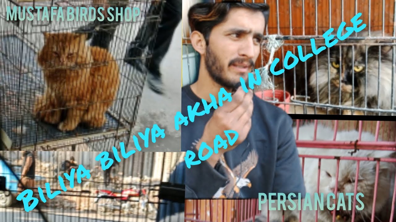 high quality persian cats new price 2025 in college road Rawalpindi # ...