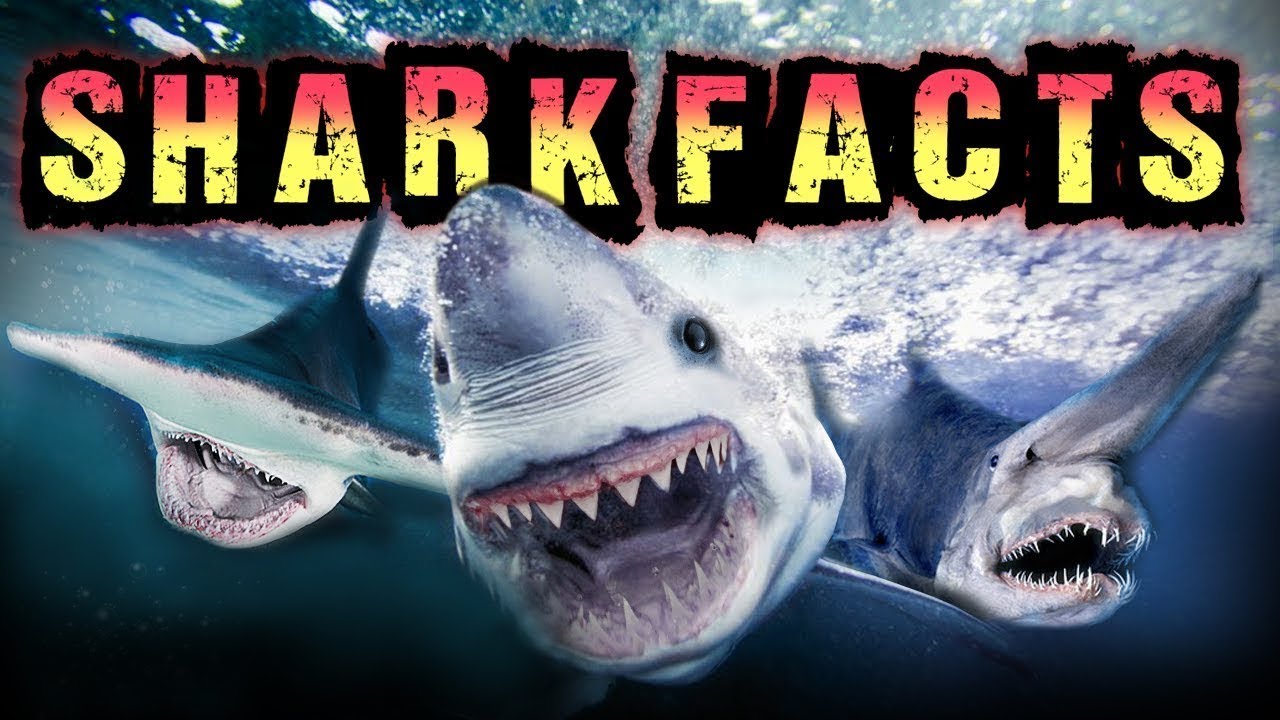 Shark Facts YouTube shark-facts-youtube