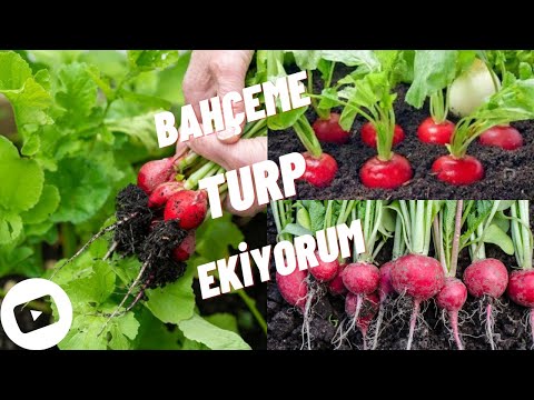 Kolay Turp Ekimi Nasıl Yapılır (Bahçeme Turp Ekiyorum)