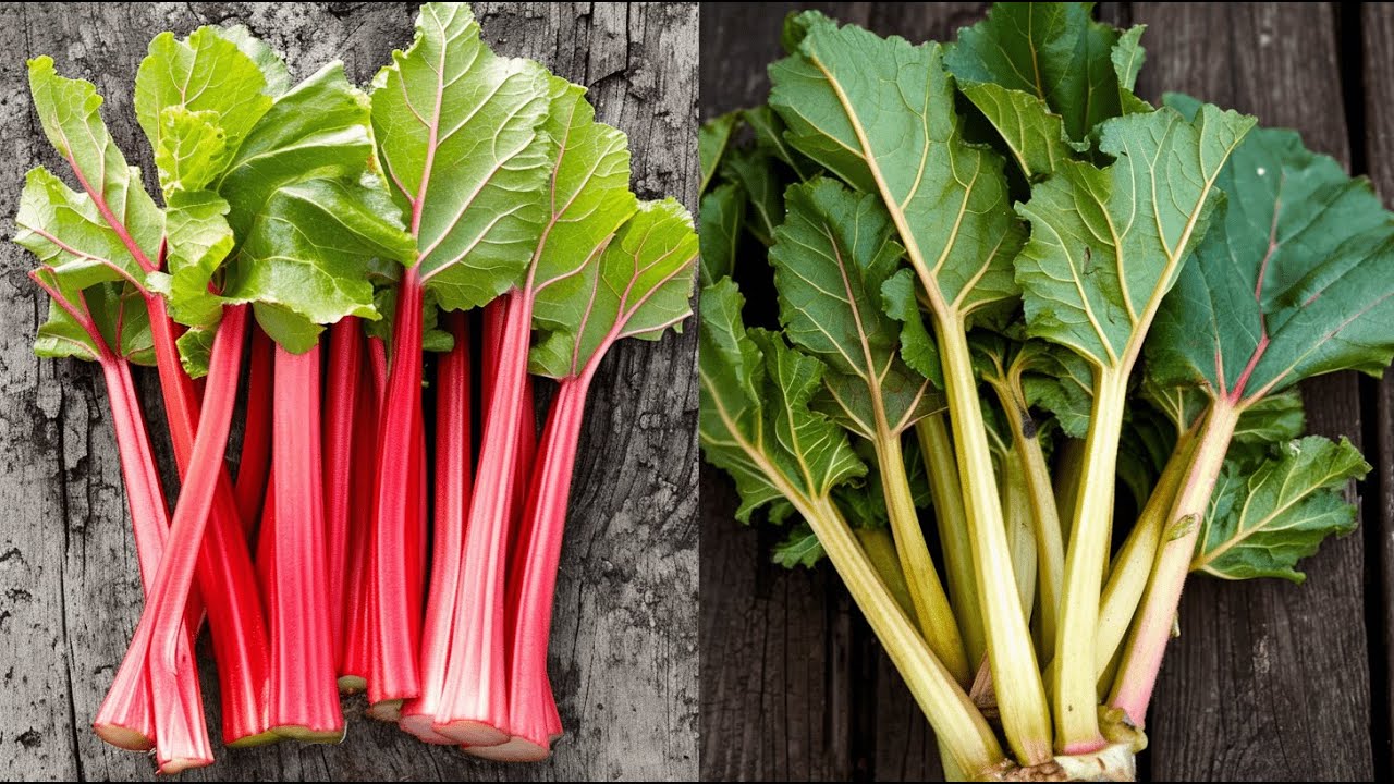 How Does One Know When To Harvest Rhubarb And How Is It Harvested ...