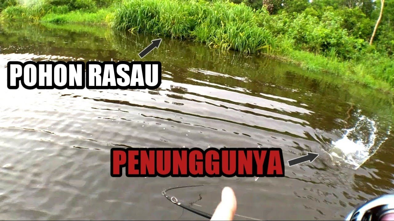 POHON RASAU INI JADI SARANG IKAN PREDATOR || CASTING TOMAN SUKAMARA ...
