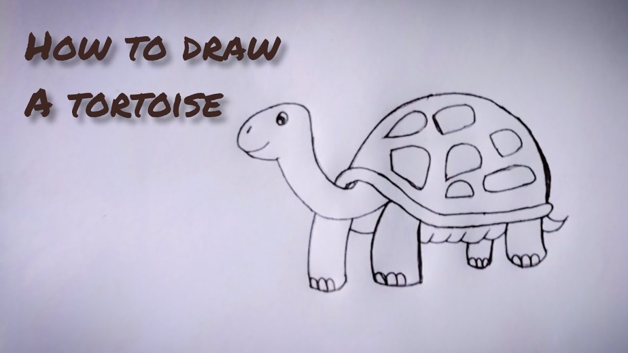 how to draw a tortoise or turtle step by step || - YouTube