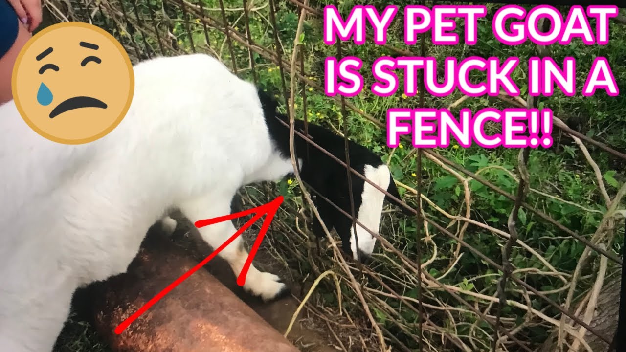 MY GOAT IS STUCK | SAVED MY GOAT | ABS AND KANDY - YouTube