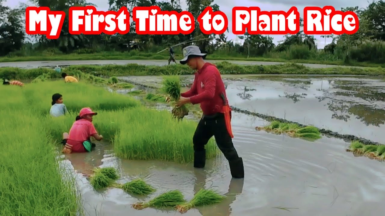 Uprooting of My Organic Rice Seedlings for Transplant | Hire IP ...