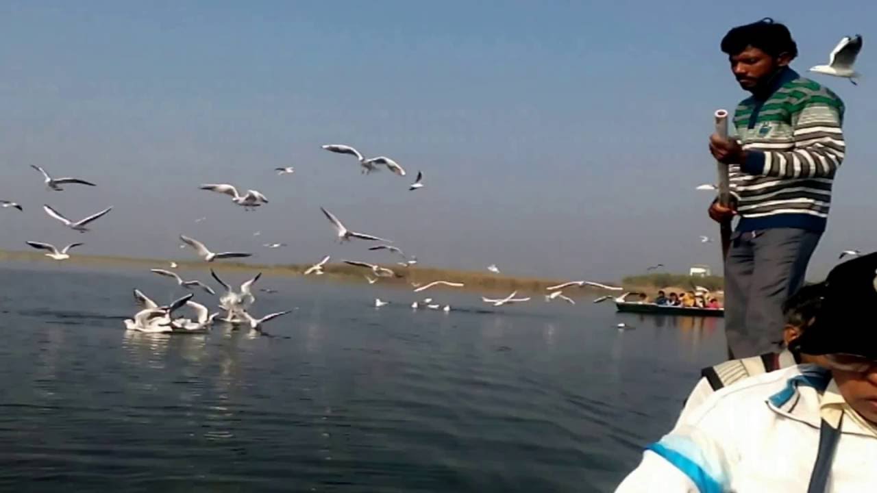 Nal sarovar bird sanctuary - YouTube