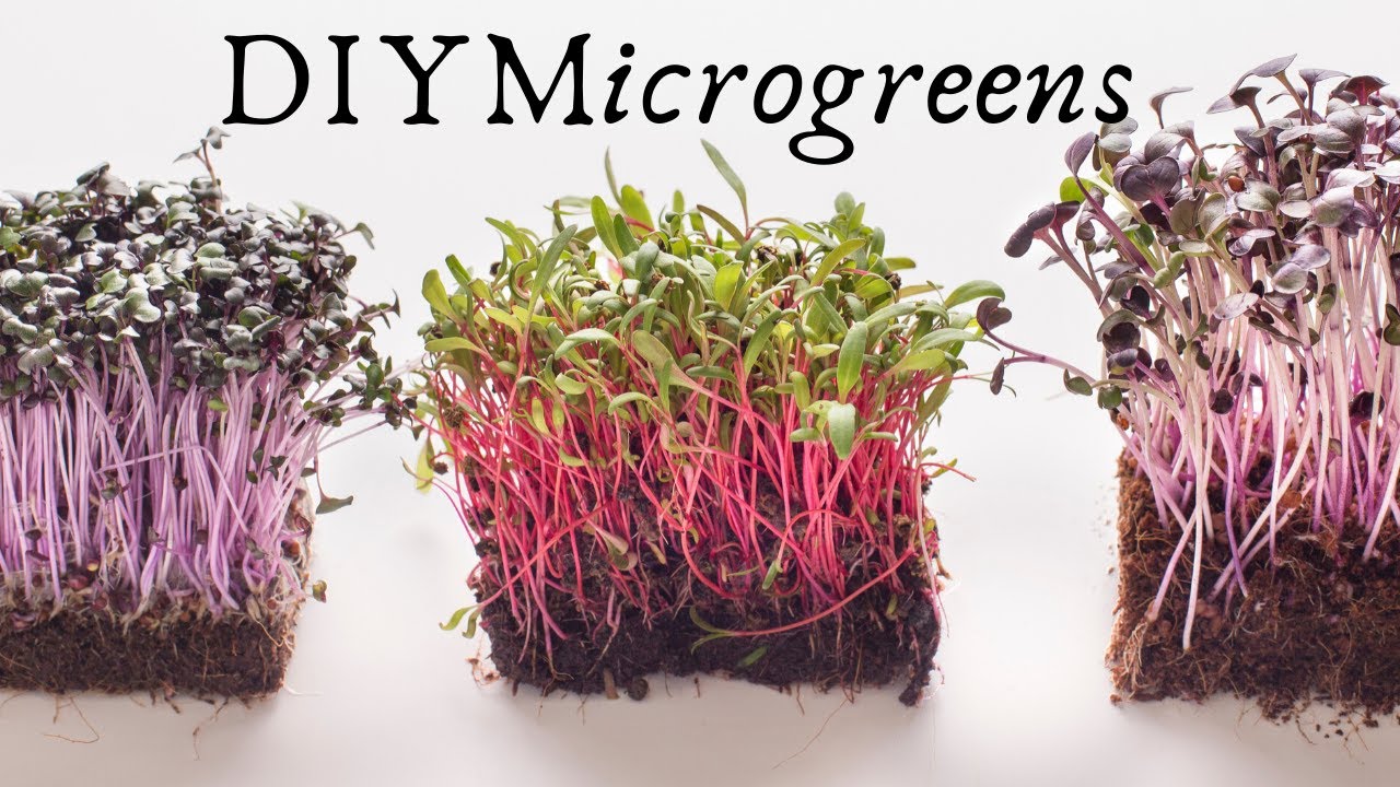 MICROGREENS ~Sharing my DIY business with YOU! - YouTube
