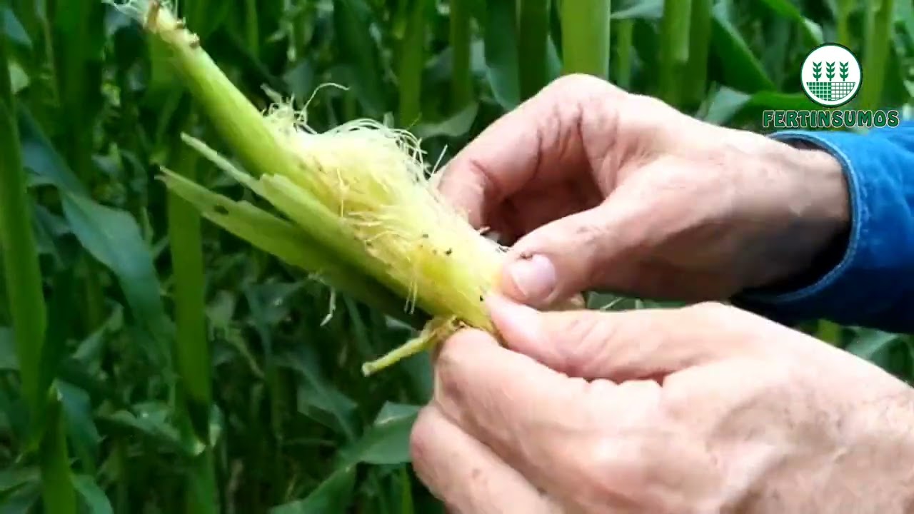 CULTIVO DE MAÍZ EN FLORACIÓN Y PLAGAS DE ESTA ETAPA - YouTube