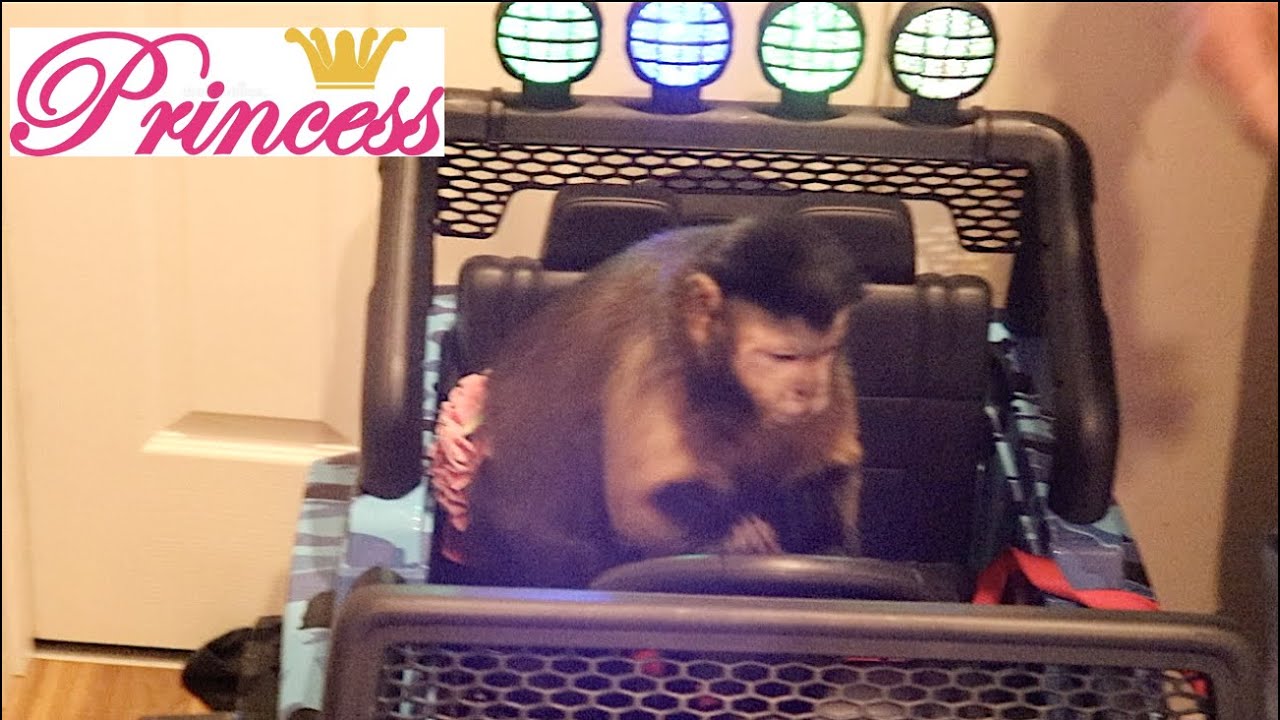 Monkey Princess Birthday Surprise! - YouTube