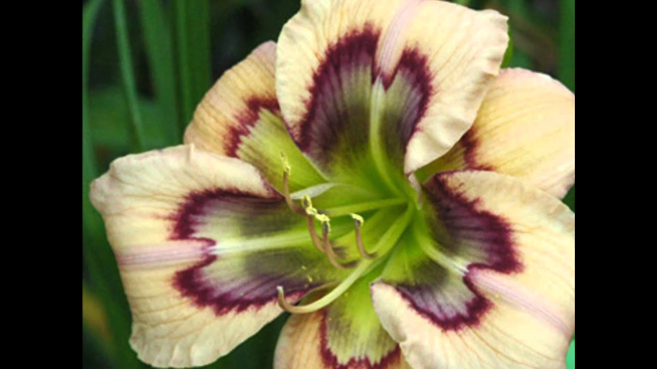 Kim's Pattern Daylilies - YouTube
