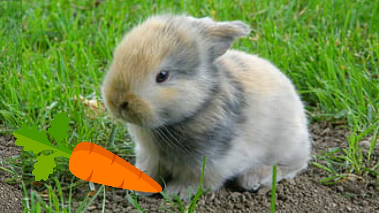 🐰 Funny and Cute BABY BUNNY 2020 #1 🐇 Rabbit Videos 🥕 Baby Animal ...