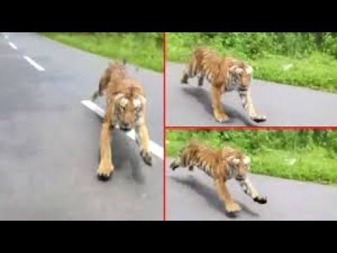Tiger chasing motorcycle - YouTube