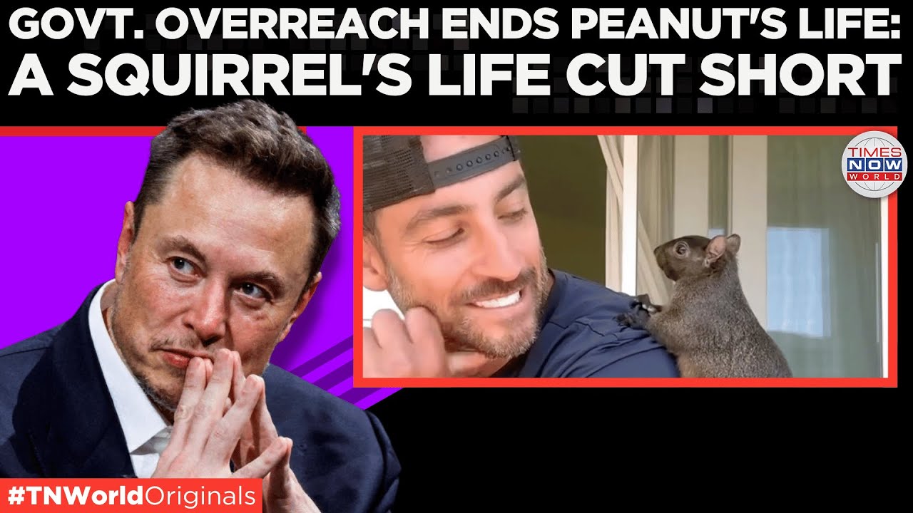 Elon Musk Weighs In: The Euthanization of Peanut the Squirrel | Times ...