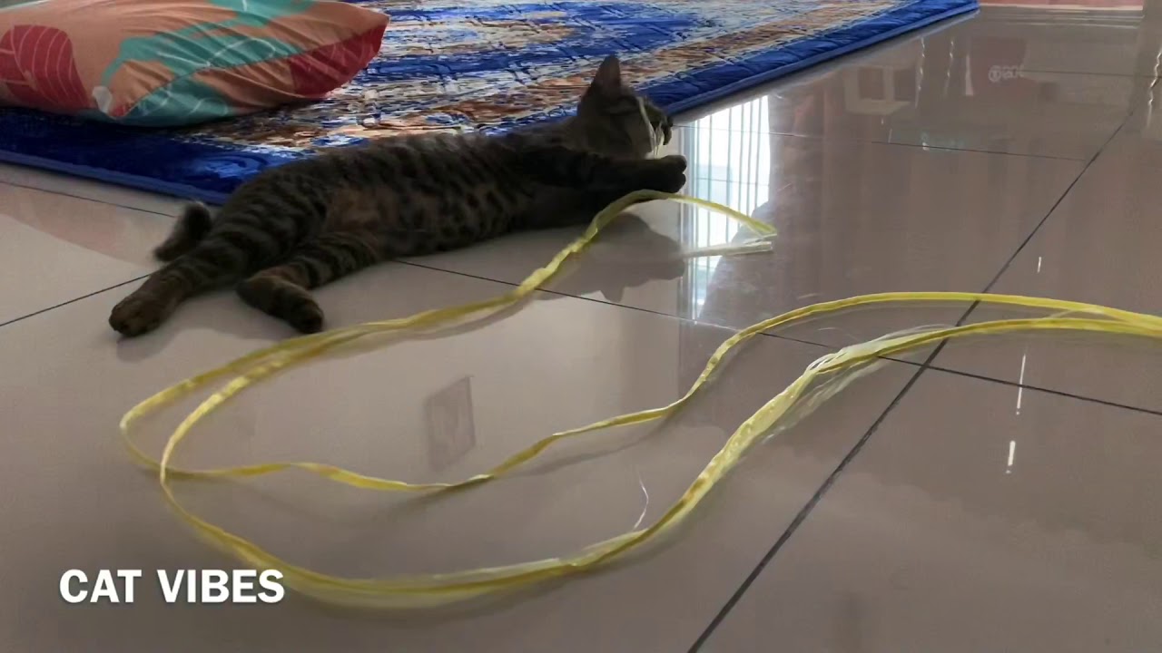 CAT PLAYING WITH ROPE - #4 - YouTube