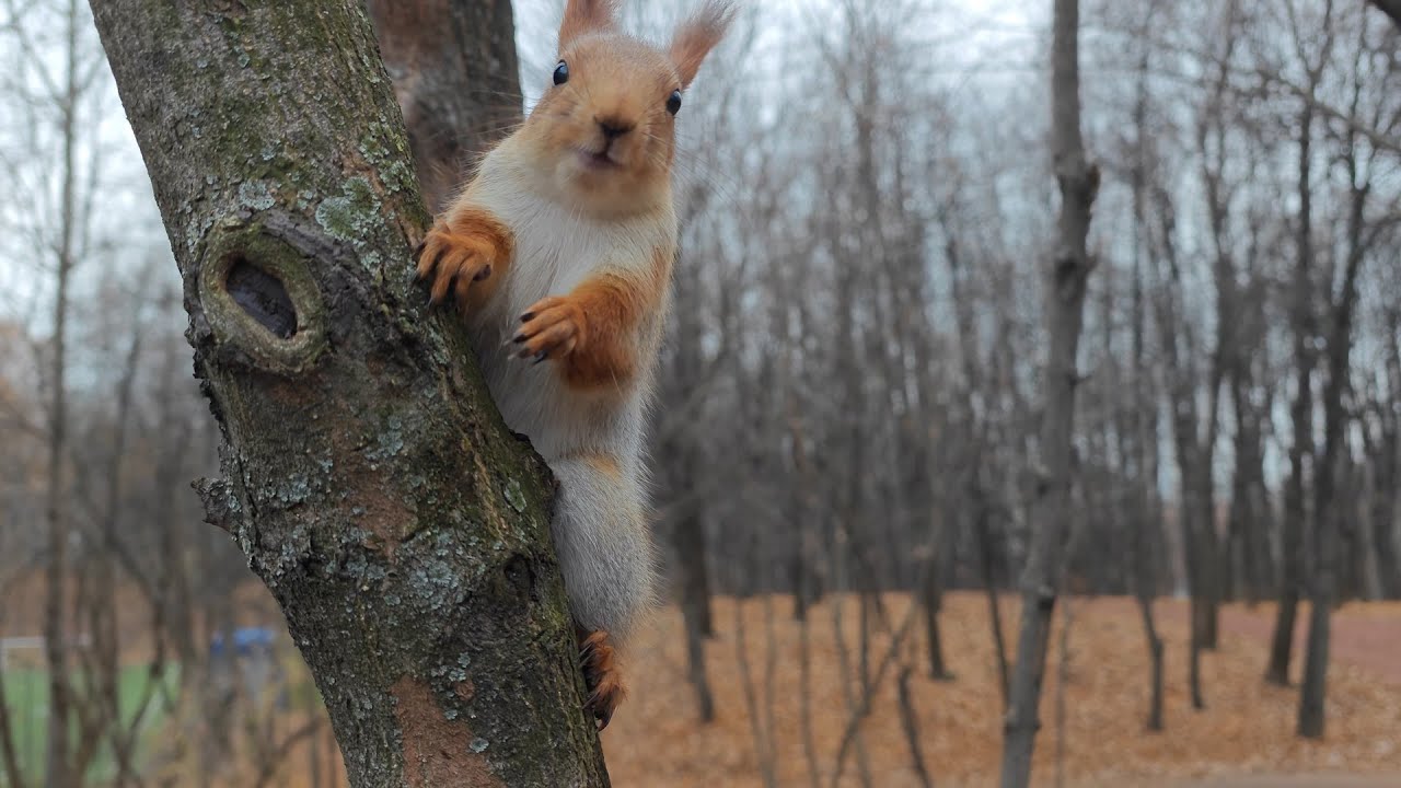 Белк, который ест нормально) 🤗🤔 Tom squirrel who eats in a normal way ...
