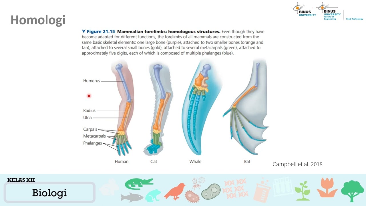 38. Petunjuk Adanya Evolusi - Perbandingan Anatomi dan Embriologi - YouTube