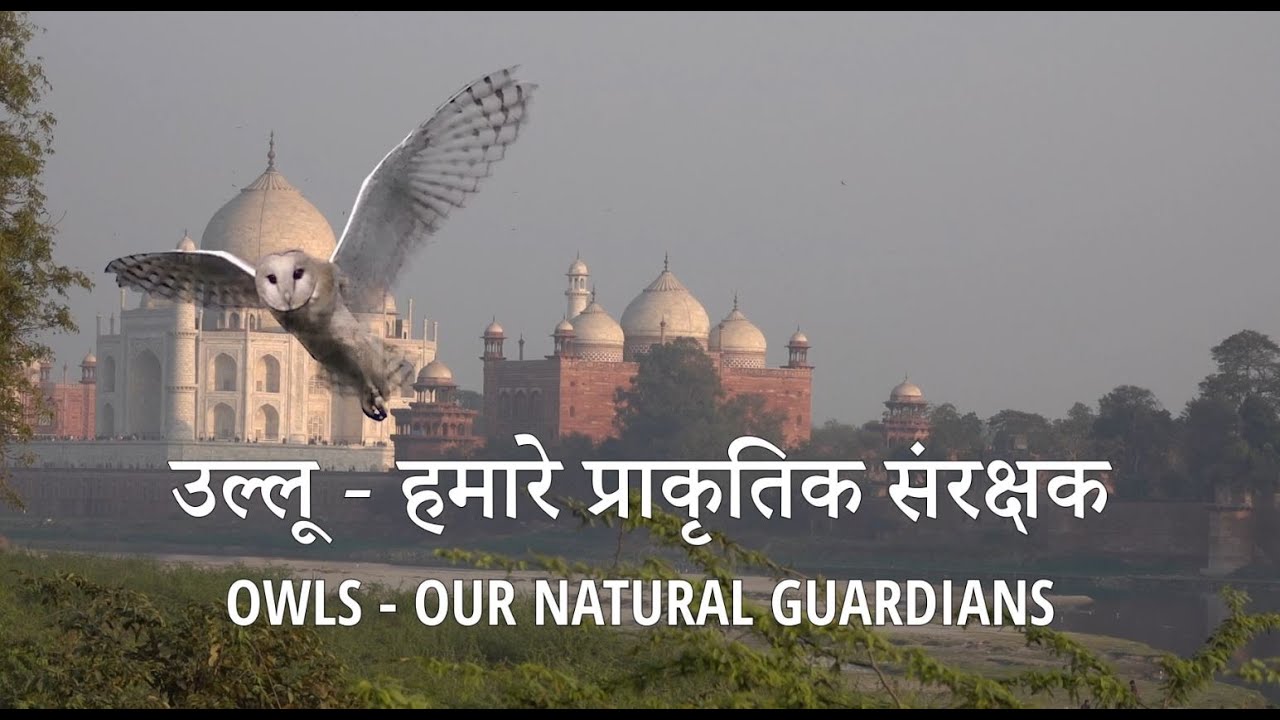 Save the owls of India - YouTube