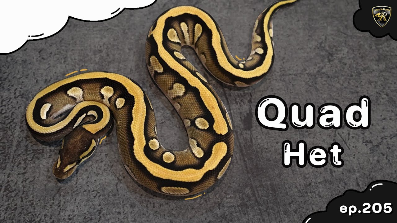 Quad Het น่าเก็บต่อยอดดีมั๊ย!! 【 EP.205| 4K 】#realityballpython #ballpython - YouTube