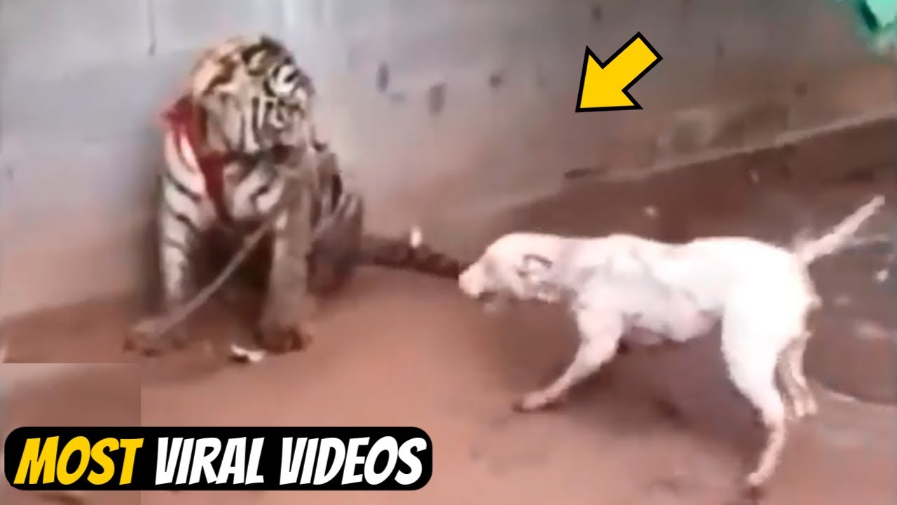 World's MOST Viral Animals Videos On YouTube in 2025! - YouTube