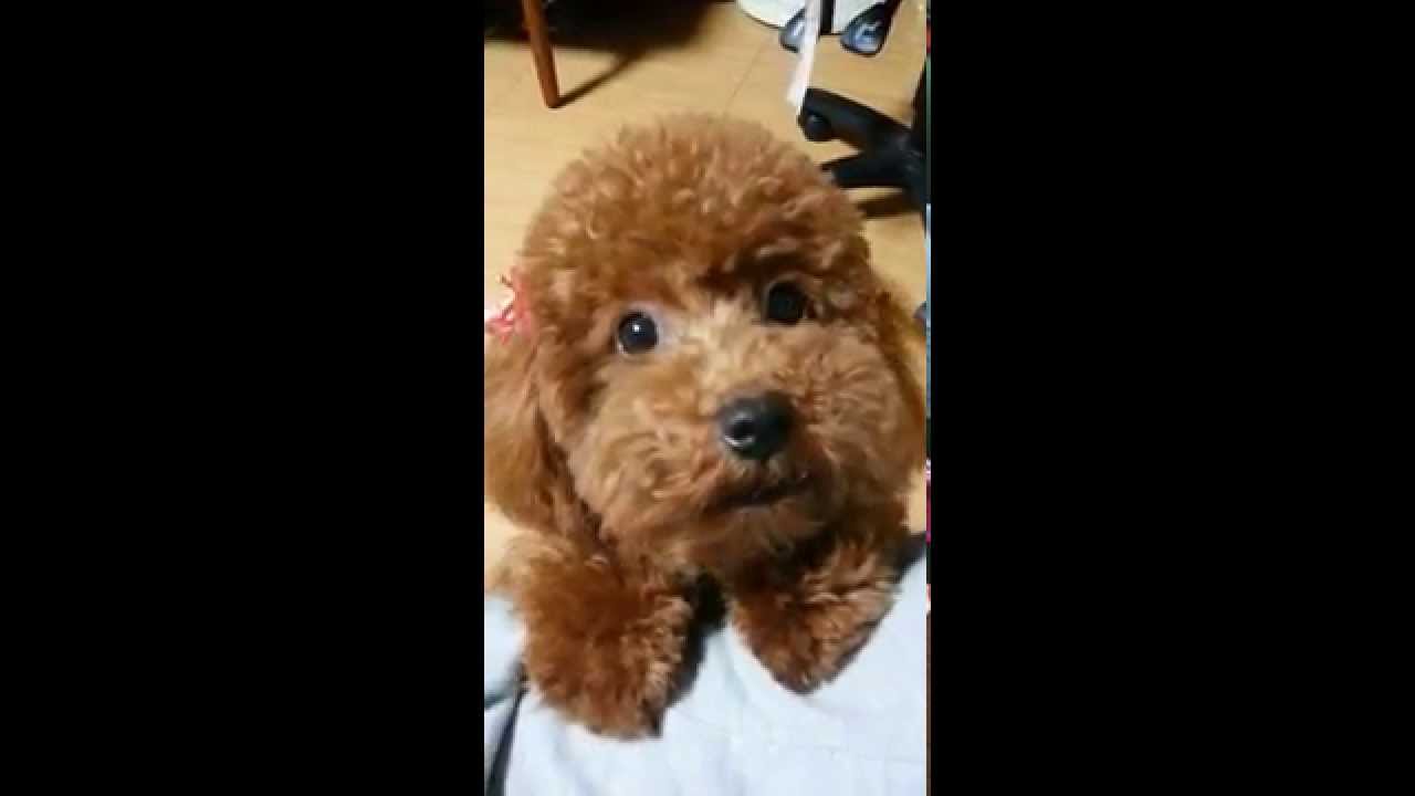 a poodle's cry - YouTube